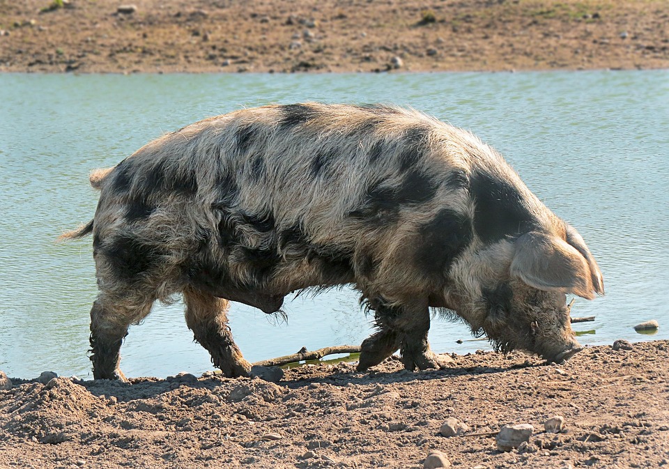 Pig Turopolje Domestic - Free photo on Pixabay - Pixabay