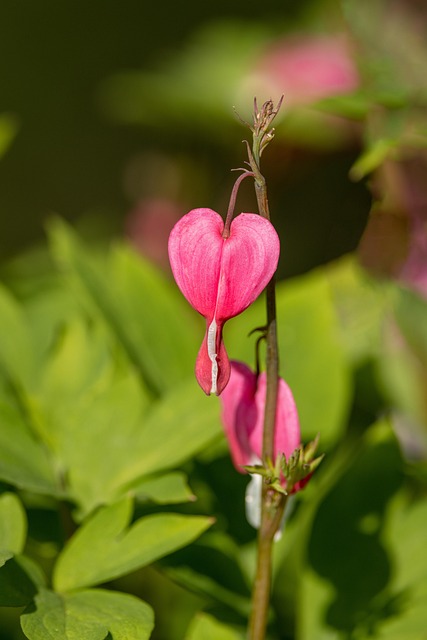 Asian Bleeding Heart Flowers - Free photo on Pixabay - Pixabay