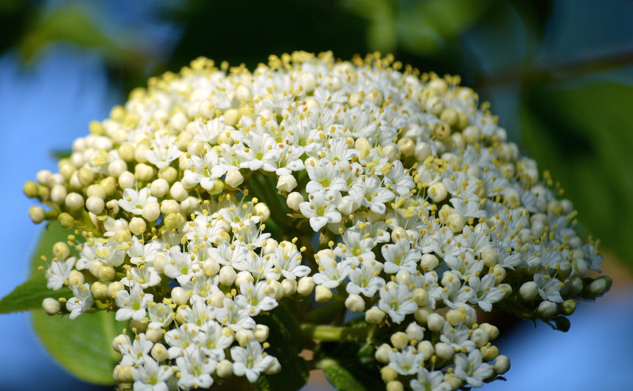 Flor De Saúco Brotes - Foto gratis en Pixabay - Pixabay