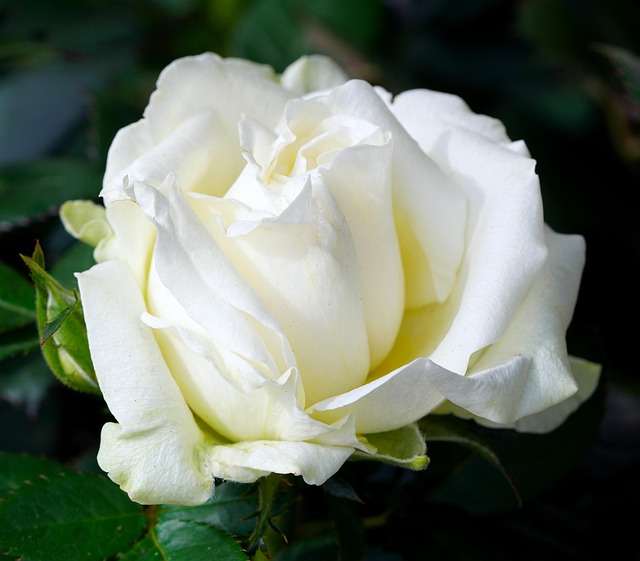 Rose Blanche Fleur - Photo gratuite sur Pixabay - Pixabay