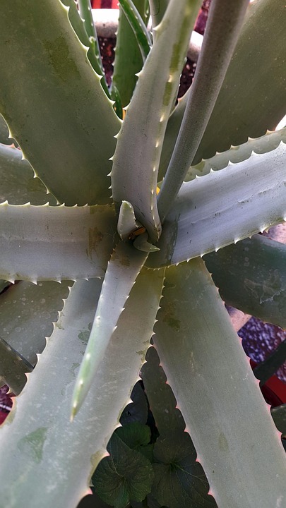 Aloe Vera Cactus Planta - Foto gratis en Pixabay - Pixabay