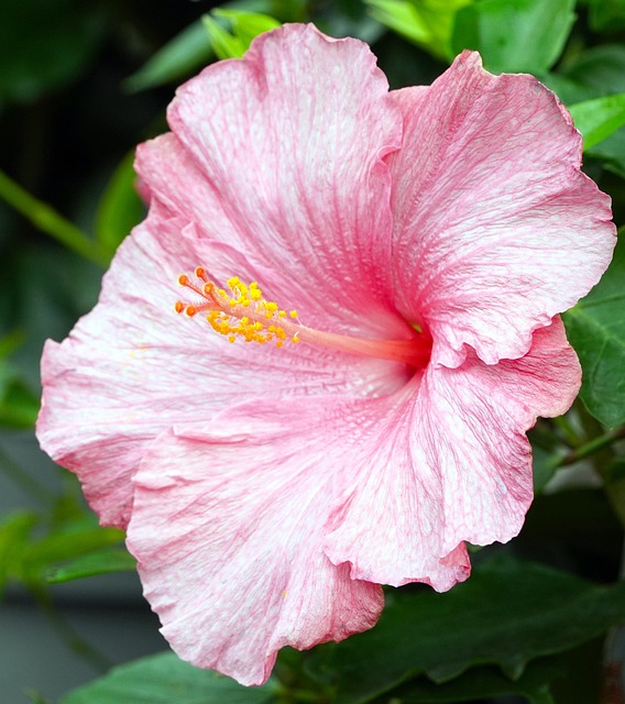 Hibiscus Pink Flower - Free photo on Pixabay