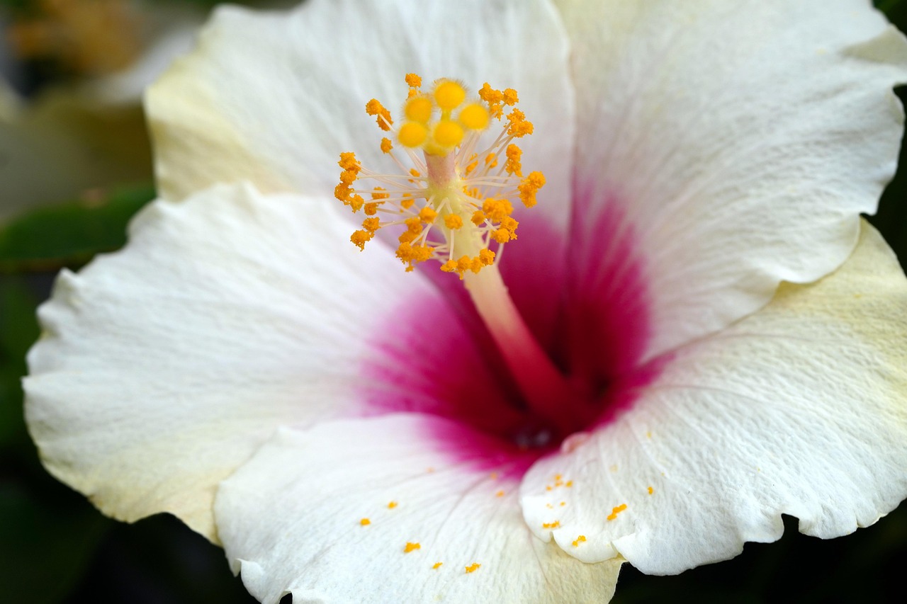 Hibiscus Blanc Fleur - Photo gratuite sur Pixabay - Pixabay