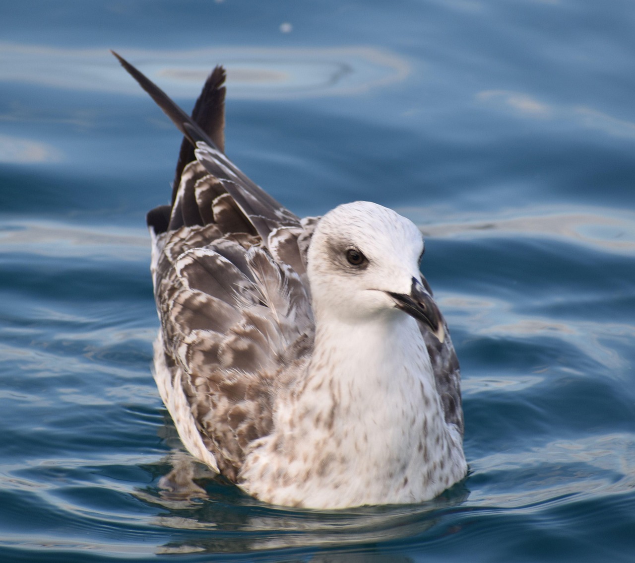 Seagull Sea Water - Free photo on Pixabay - Pixabay