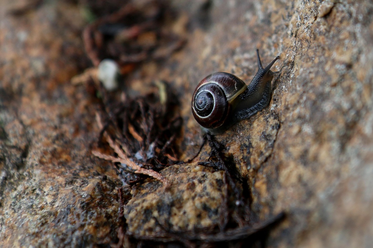 Escargot Pierre Mollusque - Photo gratuite sur Pixabay - Pixabay