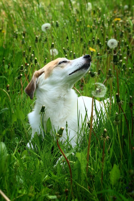 Dandelions Meadow Dog - Free photo on Pixabay