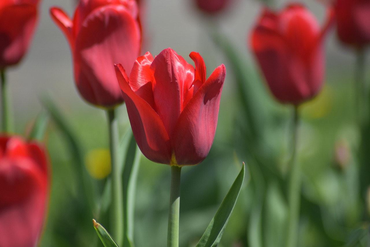 Tulips Red Flowers - Free photo on Pixabay - Pixabay
