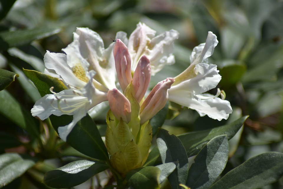Flower Buds Flowers Blooming - Free photo on Pixabay - Pixabay