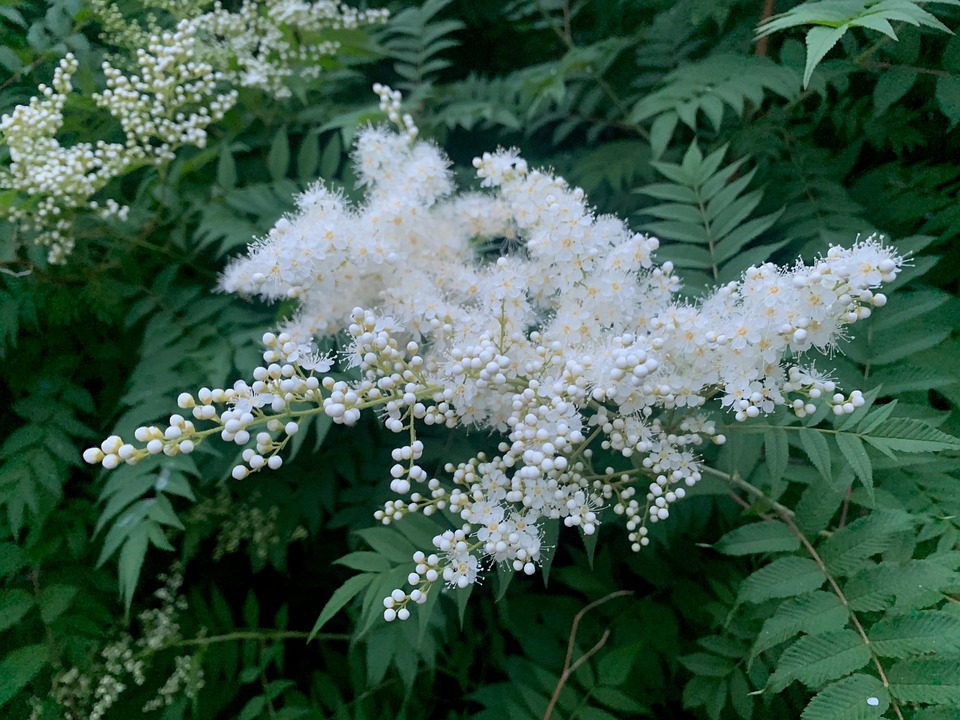Fleurs Blanches Jardin - Photo gratuite sur Pixabay - Pixabay
