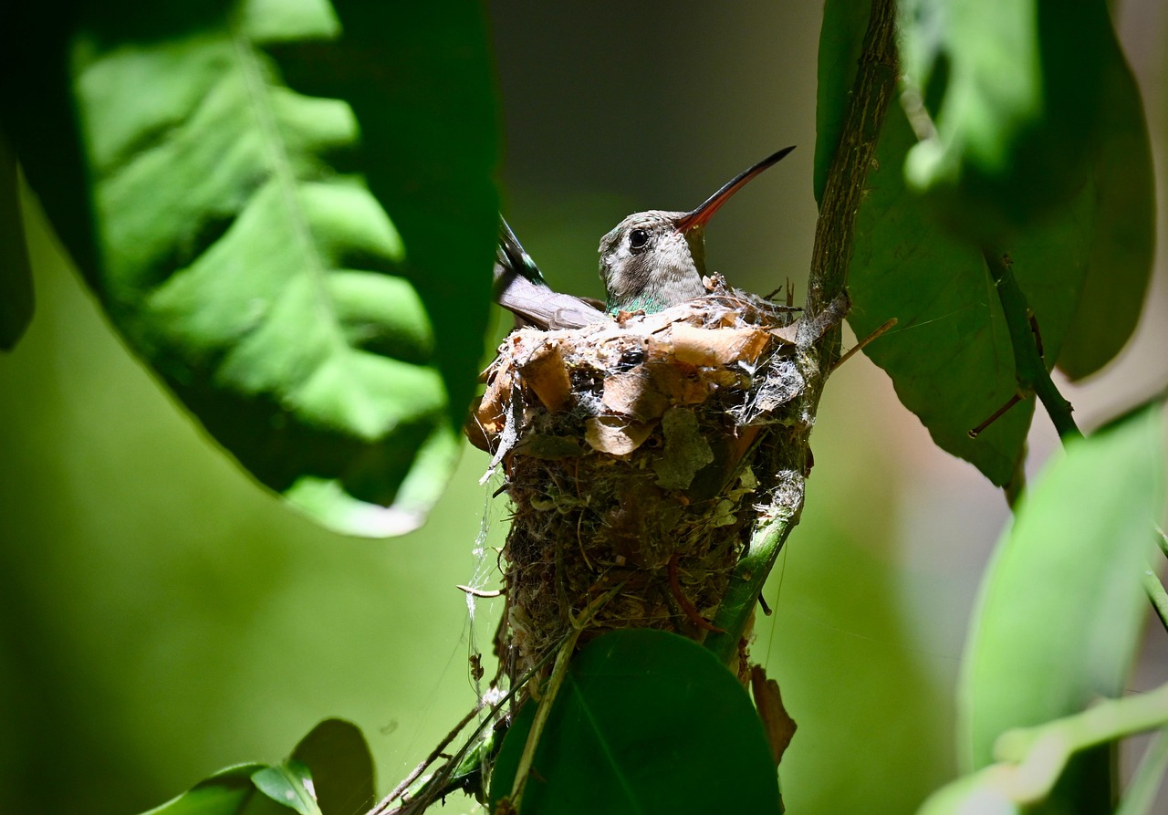 8,000+ Free Hummingbird Nest & Hummingbird Images - Pixabay