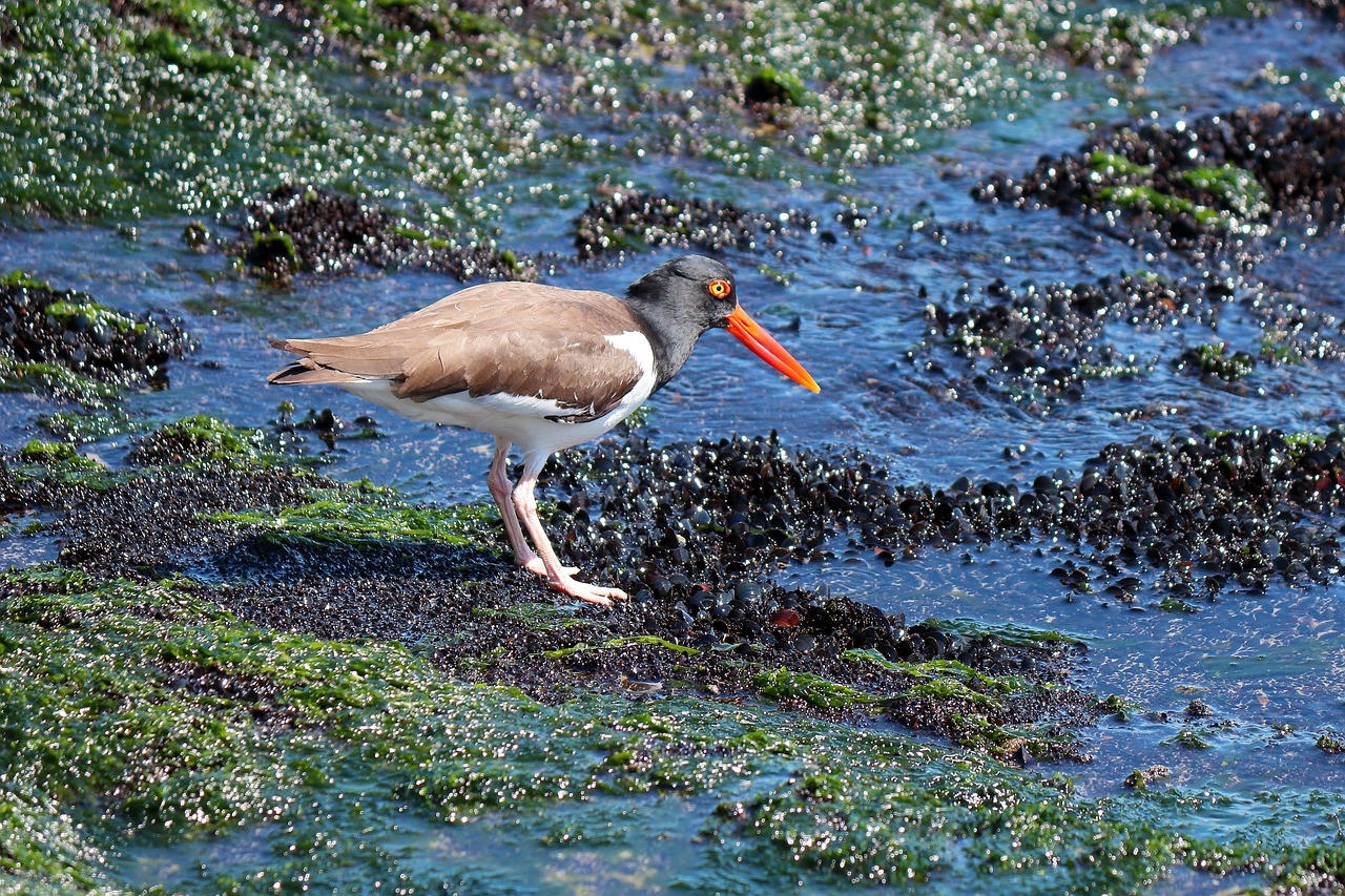 Oystercatcher American Sea - Free photo on Pixabay - Pixabay