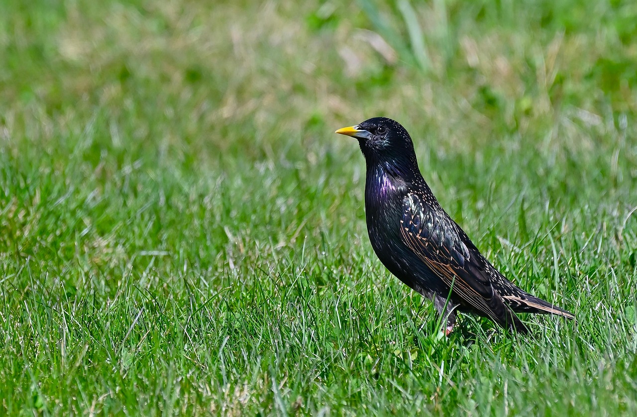 Pássaro Estorninho Animal - Foto gratuita no Pixabay - Pixabay