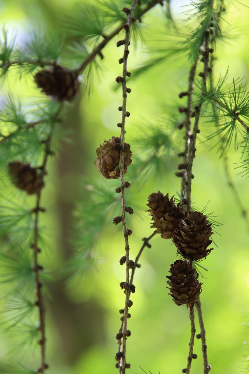 Conifer Pine Cones Nature - Free photo on Pixabay