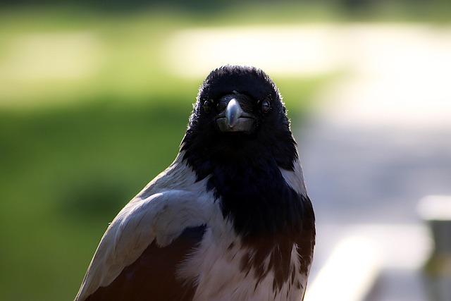 Hooded Crow Bird - Free photo on Pixabay
