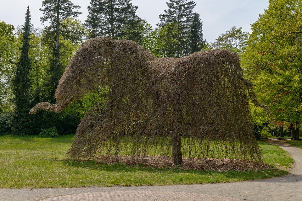 Elephant Tree Horticulture Park - Free photo on Pixabay