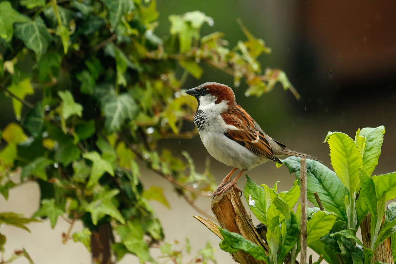 Moineau Ornithologie Oiseau - Photo gratuite sur Pixabay - Pixabay