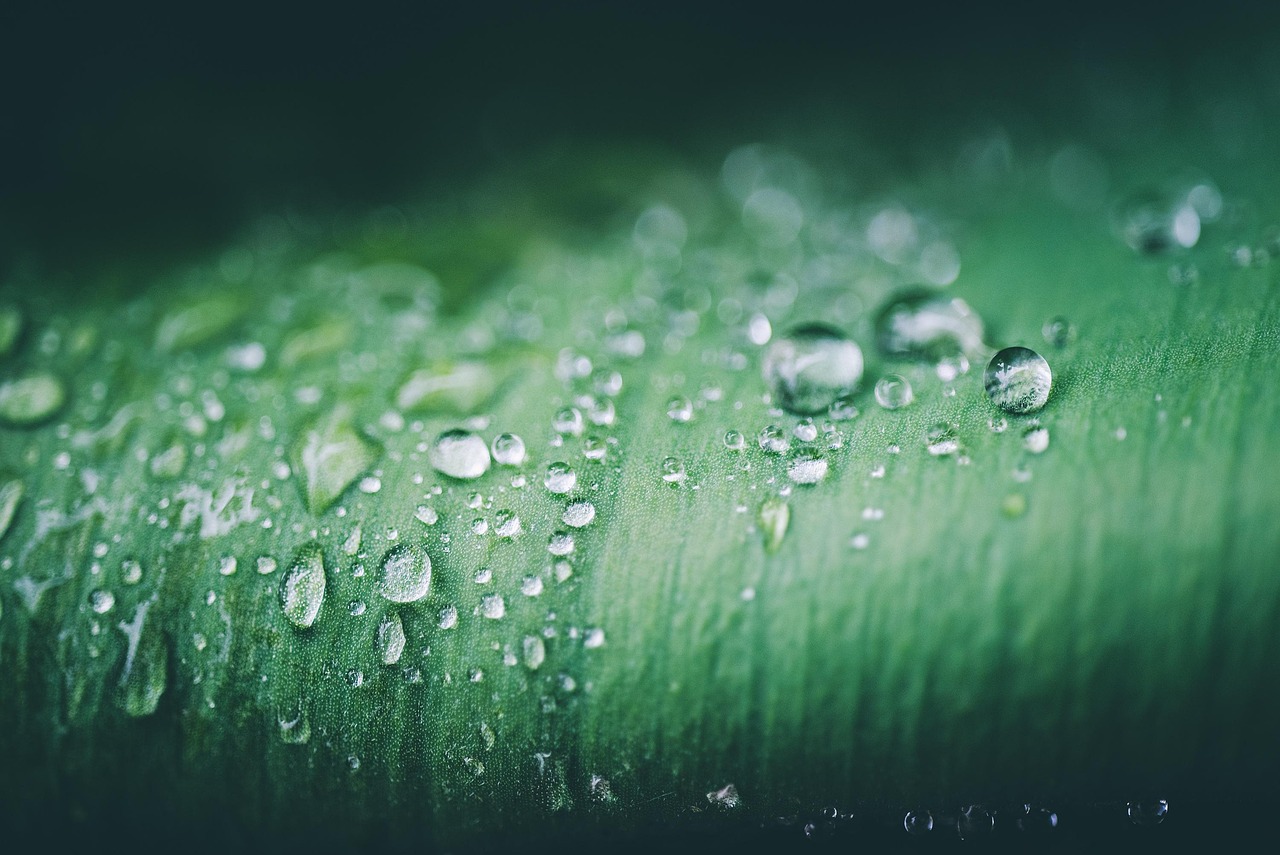 300+ kostenlose Regenwetter und Natur-Bilder - Pixabay