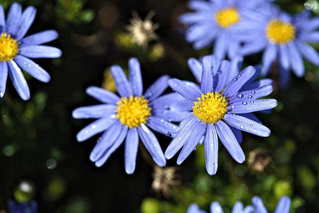 Flores Azuis Jardim - Foto gratuita no Pixabay - Pixabay
