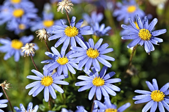 Margaret Blue Floret - Free photo on Pixabay