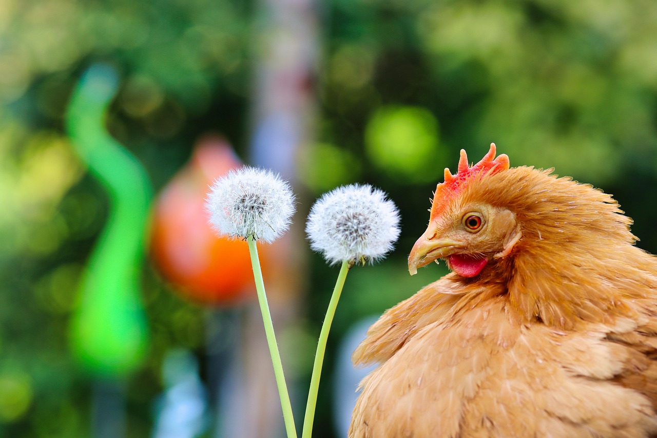 Diente De León Cochin Aves - Foto gratis en Pixabay - Pixabay