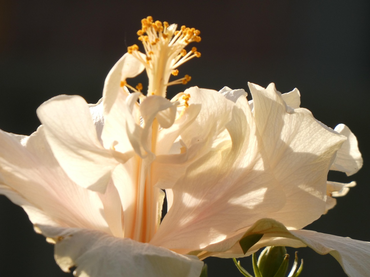 Tender Unique Flower - Free photo on Pixabay - Pixabay