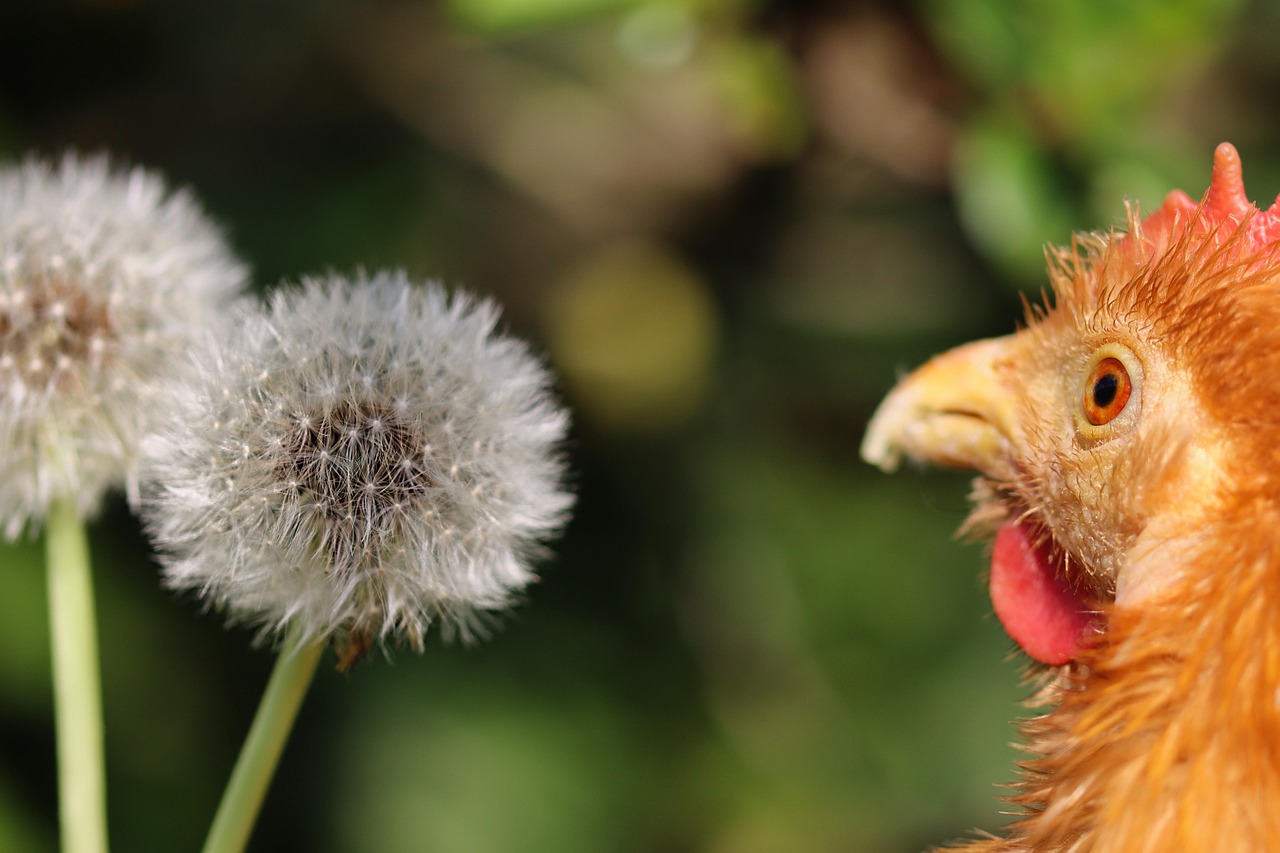 Chicken Poultry Farm Yard - Free photo on Pixabay - Pixabay
