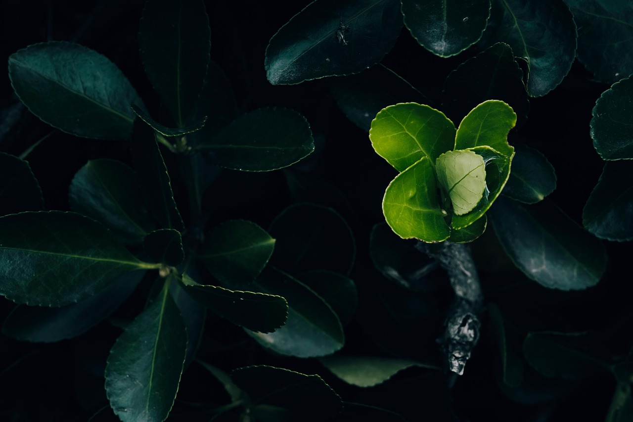 Poros Jepang Daun Hijau Tua Alam - Foto gratis di Pixabay - Pixabay