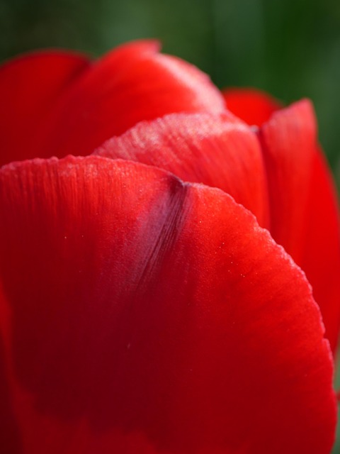 Flower Tulip Petals - Free photo on Pixabay - Pixabay