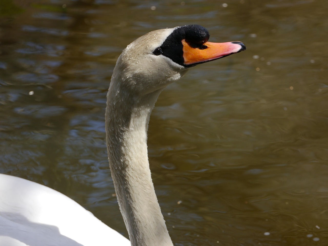 Swan Bird Lake - Free photo on Pixabay - Pixabay