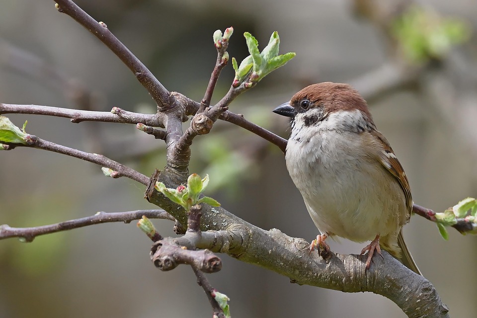 Field Sparrow Songbird Garden - Free photo on Pixabay - Pixabay