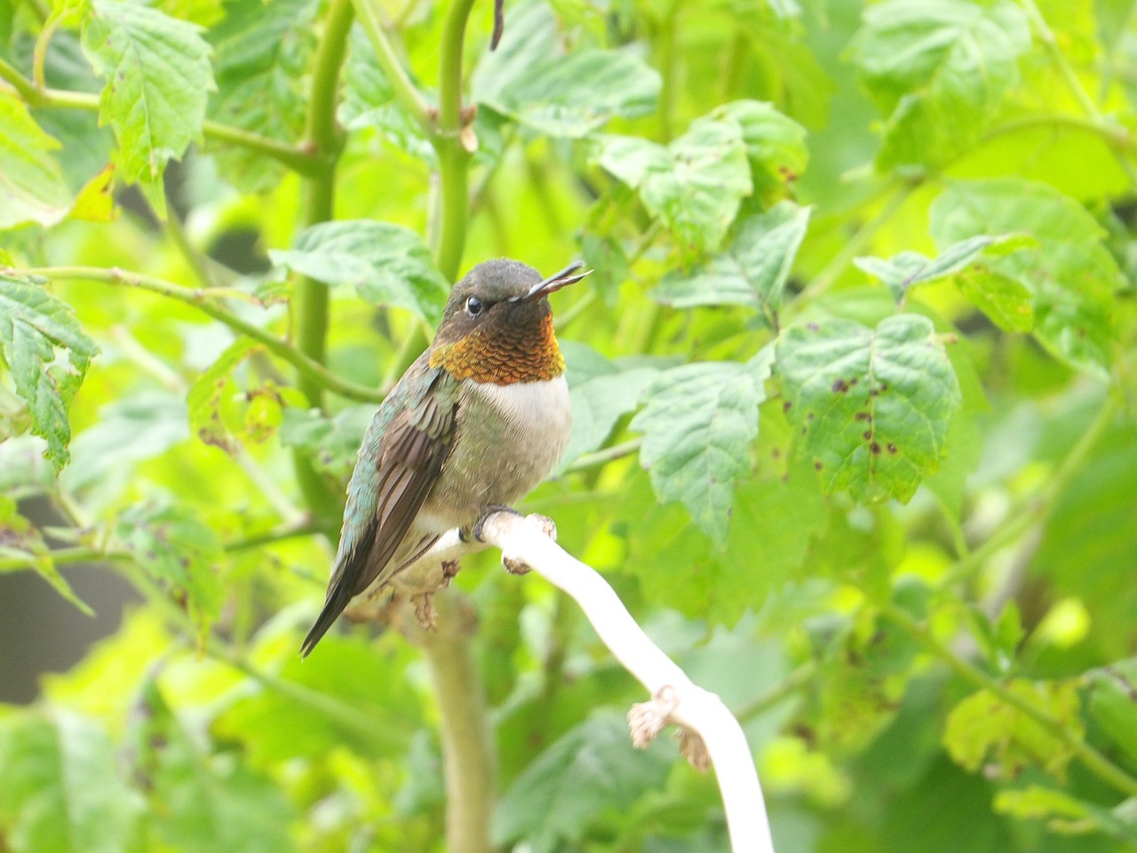 Hummingbird Bird Plumage Ruby - Free photo on Pixabay