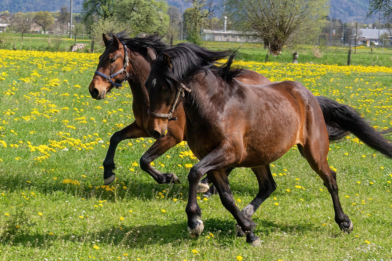 Natureza Cavalos Animal - Foto gratuita no Pixabay - Pixabay