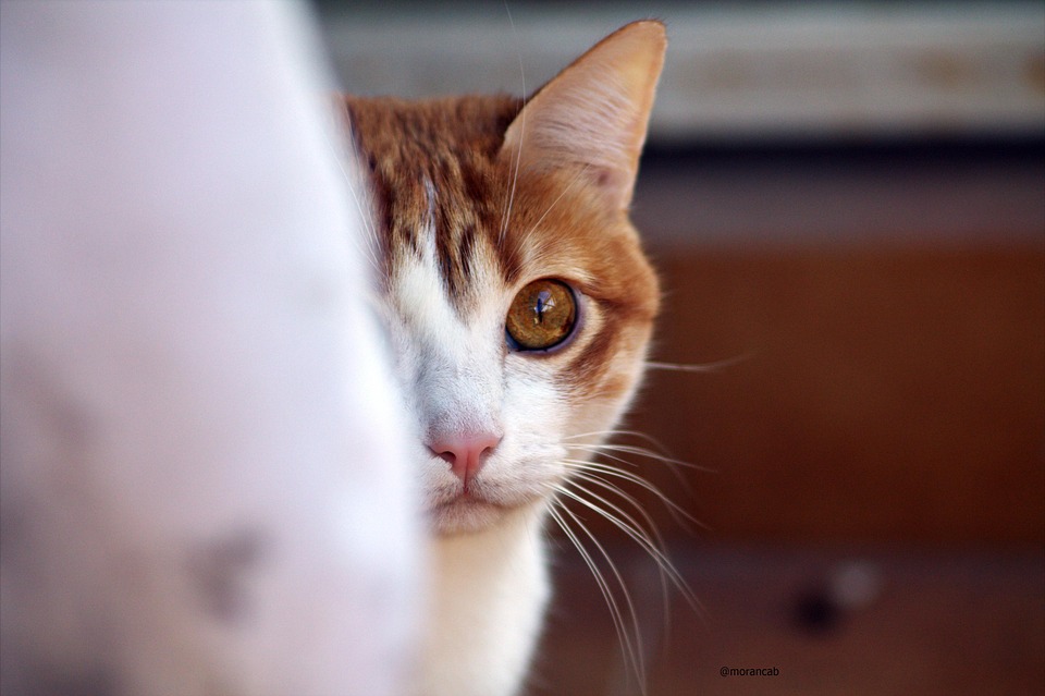 Gato Gatito - Foto gratuita no Pixabay - Pixabay