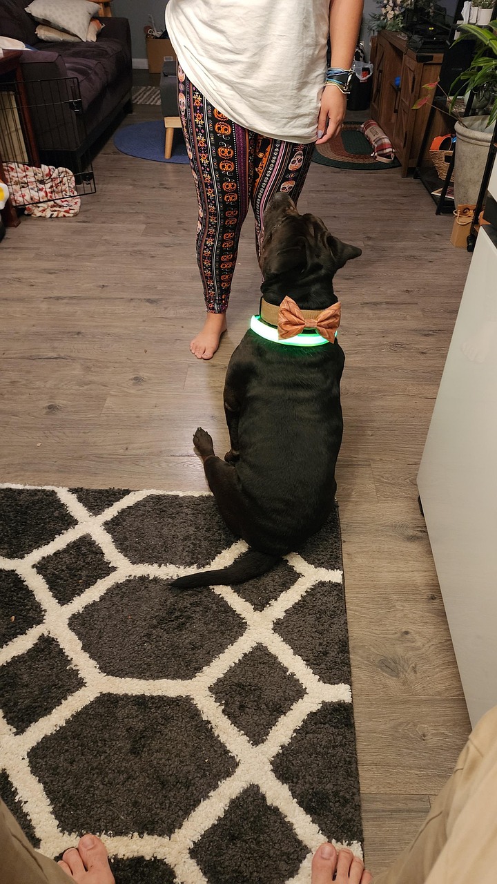Glow Dog Sitting - Free photo on Pixabay - Pixabay
