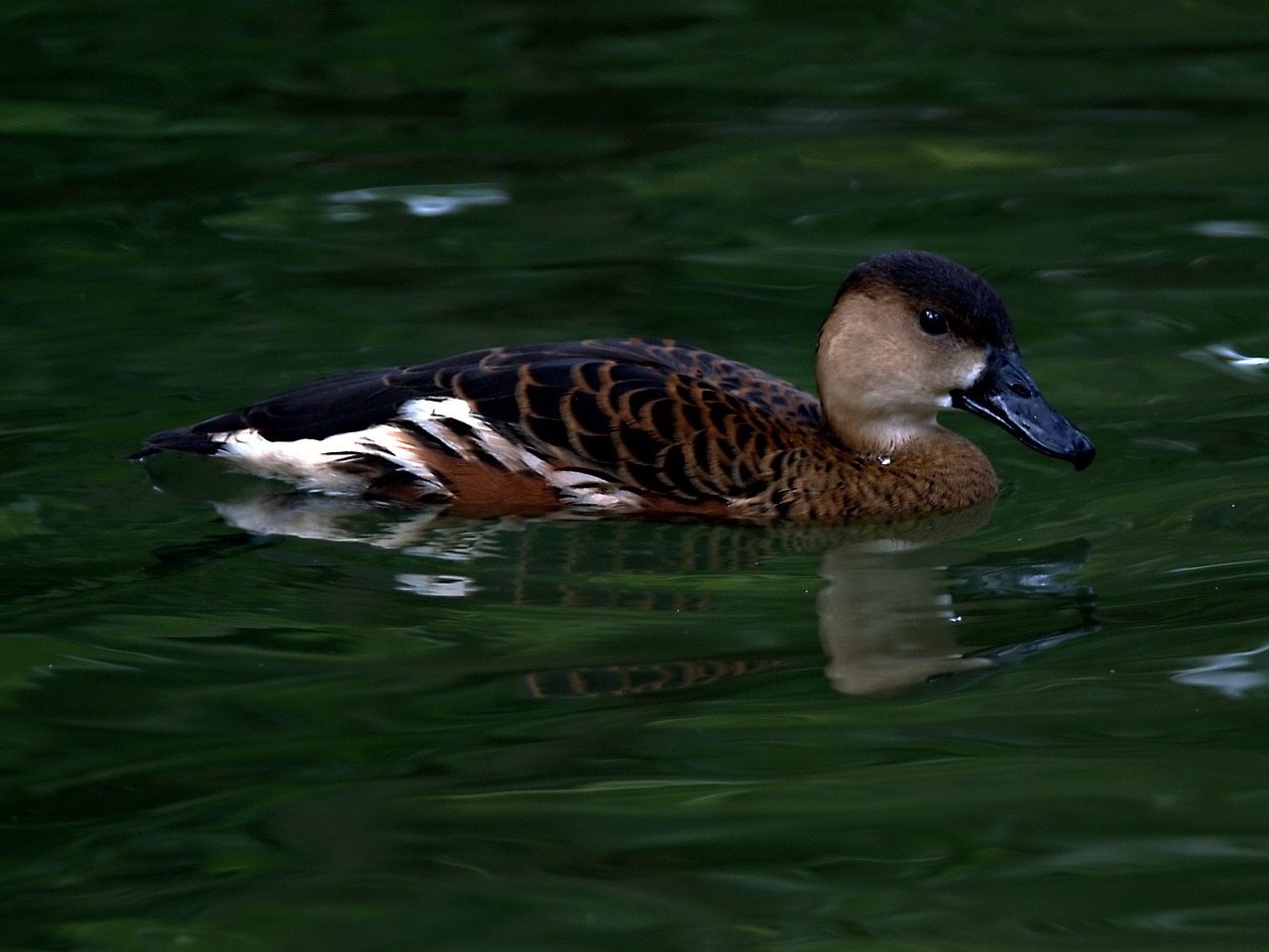 600+ Free Teal & Nature Images - Pixabay