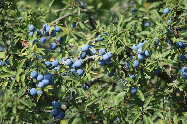 Hedge Thorn Sloe Blackthorn - Free photo on Pixabay