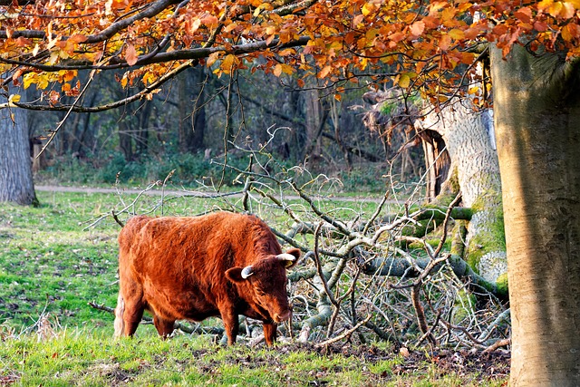 Vache Arbre Branches - Photo gratuite sur Pixabay - Pixabay