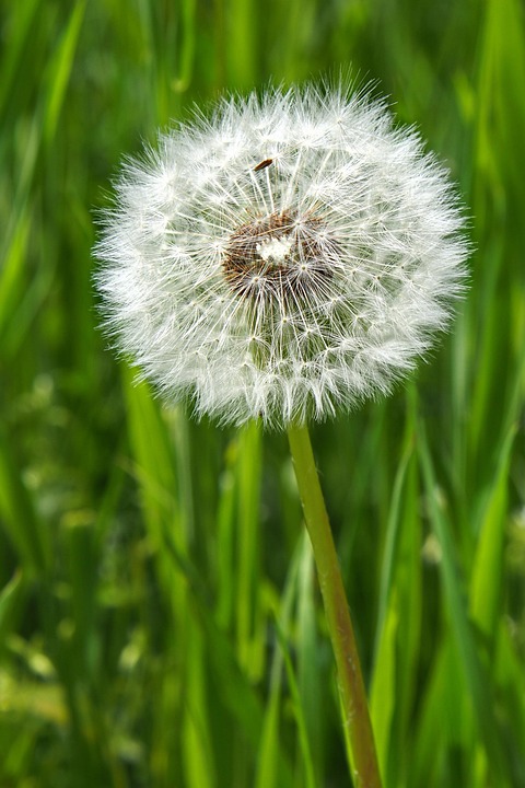 Dandelion Flower Wildflowers - Free photo on Pixabay
