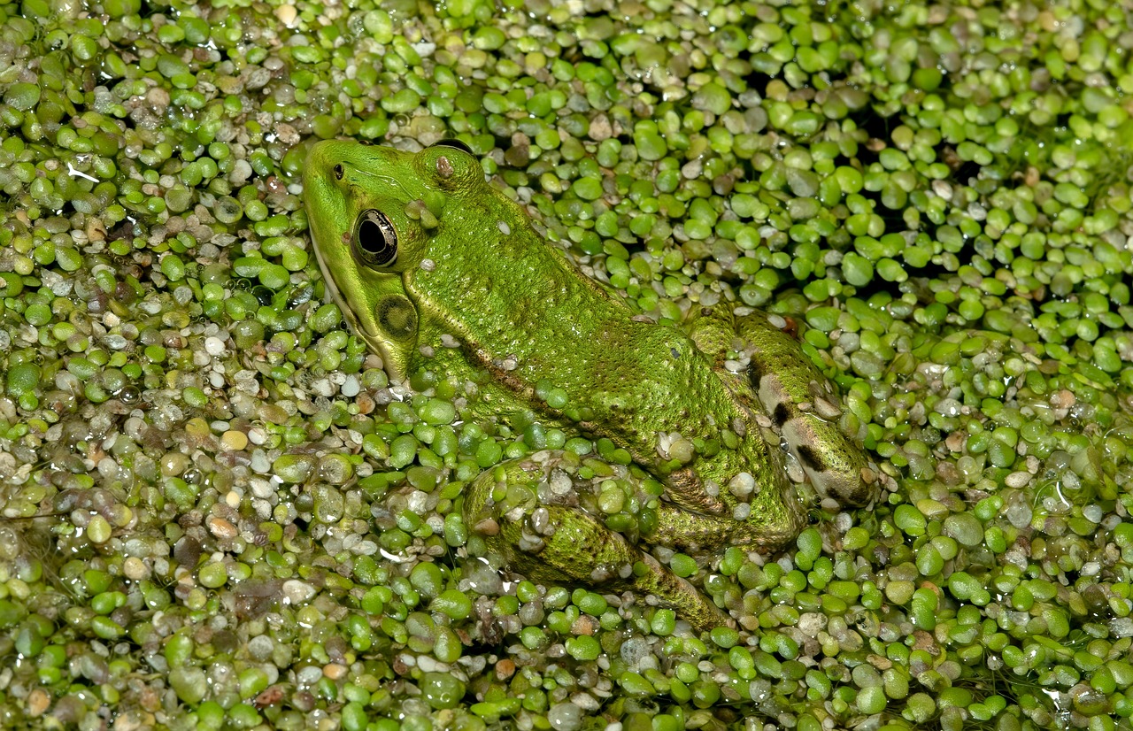 Katak Rawa Eurasia Amfibi Satwa - Foto gratis di Pixabay - Pixabay