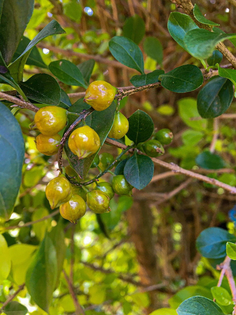 Baga Fruta Natureza - Foto gratuita no Pixabay
