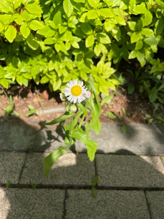 Daisy Egg Flower Dandelion - Free photo on Pixabay - Pixabay