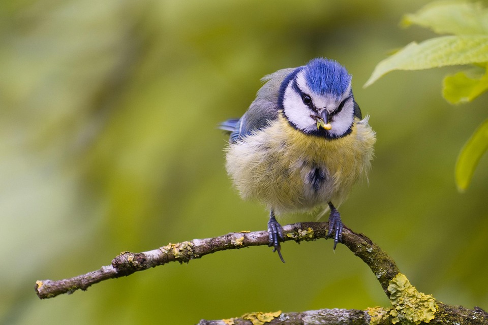 Bird Blue Tit - Free photo on Pixabay - Pixabay