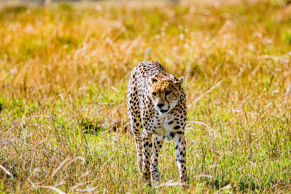 Cheetah Feline Cub - Free photo on Pixabay - Pixabay