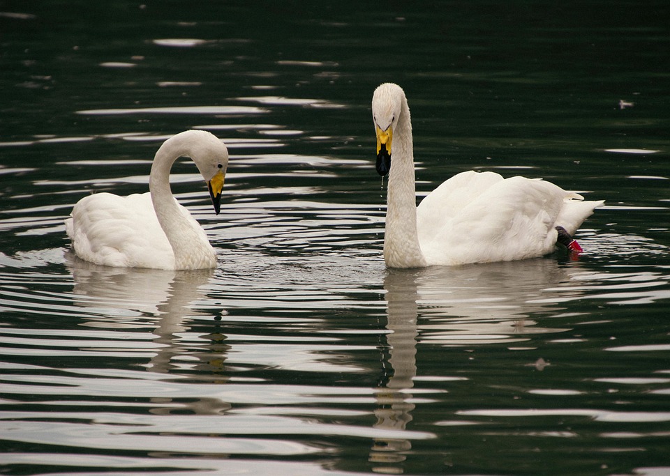 Swans Birds Animals White - Free photo on Pixabay