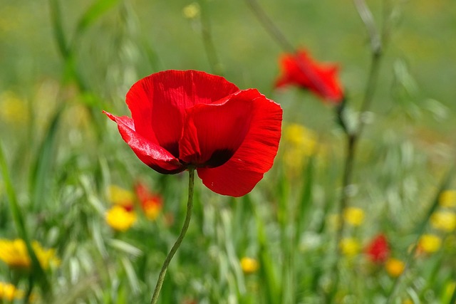 Mohn Blume Pflanze Rote - Kostenloses Foto auf Pixabay - Pixabay