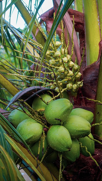 Alam Pohon Kelapa - Foto gratis di Pixabay