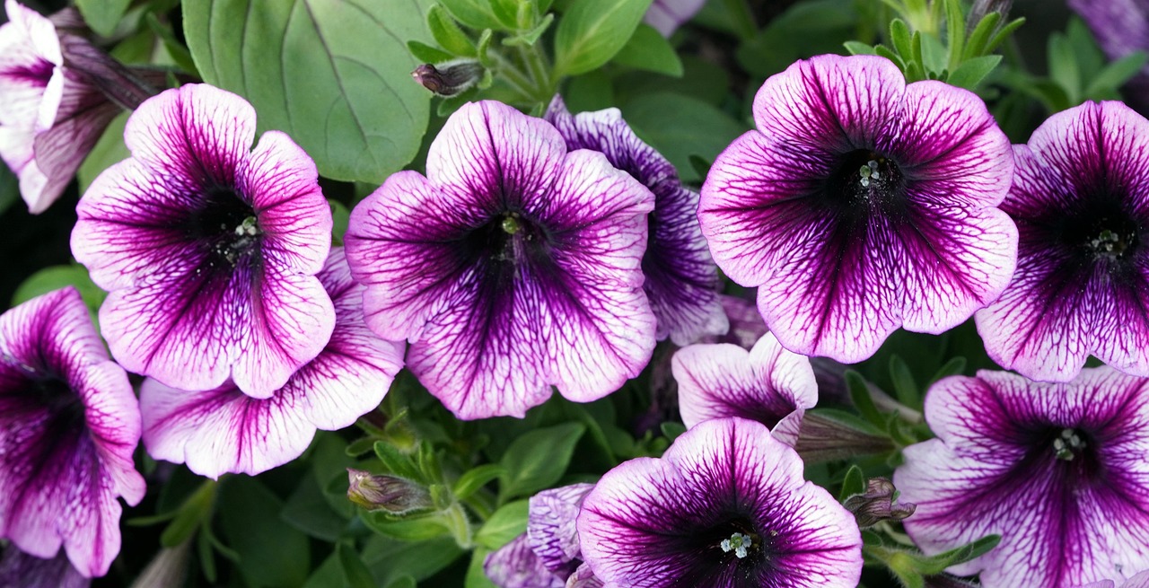 Petunias Flores Violetas - Foto gratis en Pixabay - Pixabay