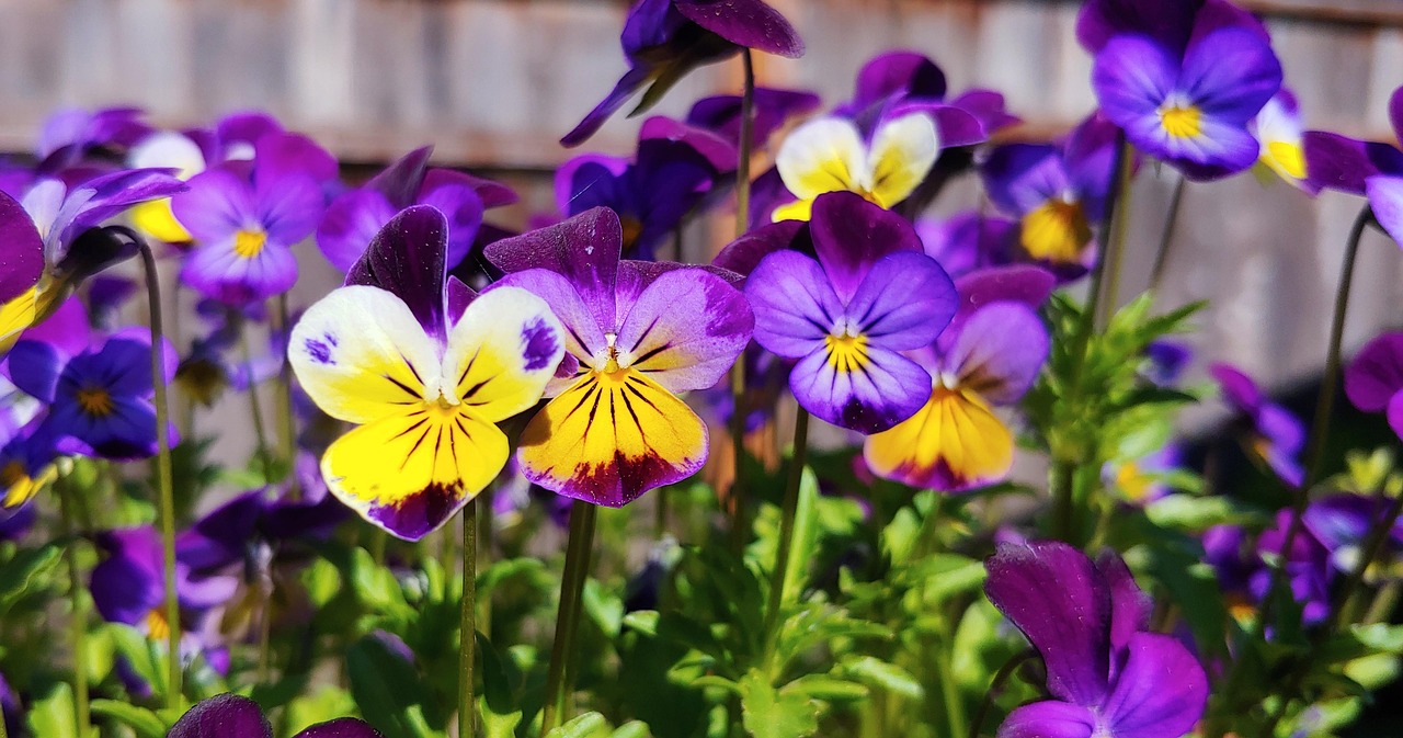 Flores Amores-Perfeitos - Foto gratuita no Pixabay - Pixabay