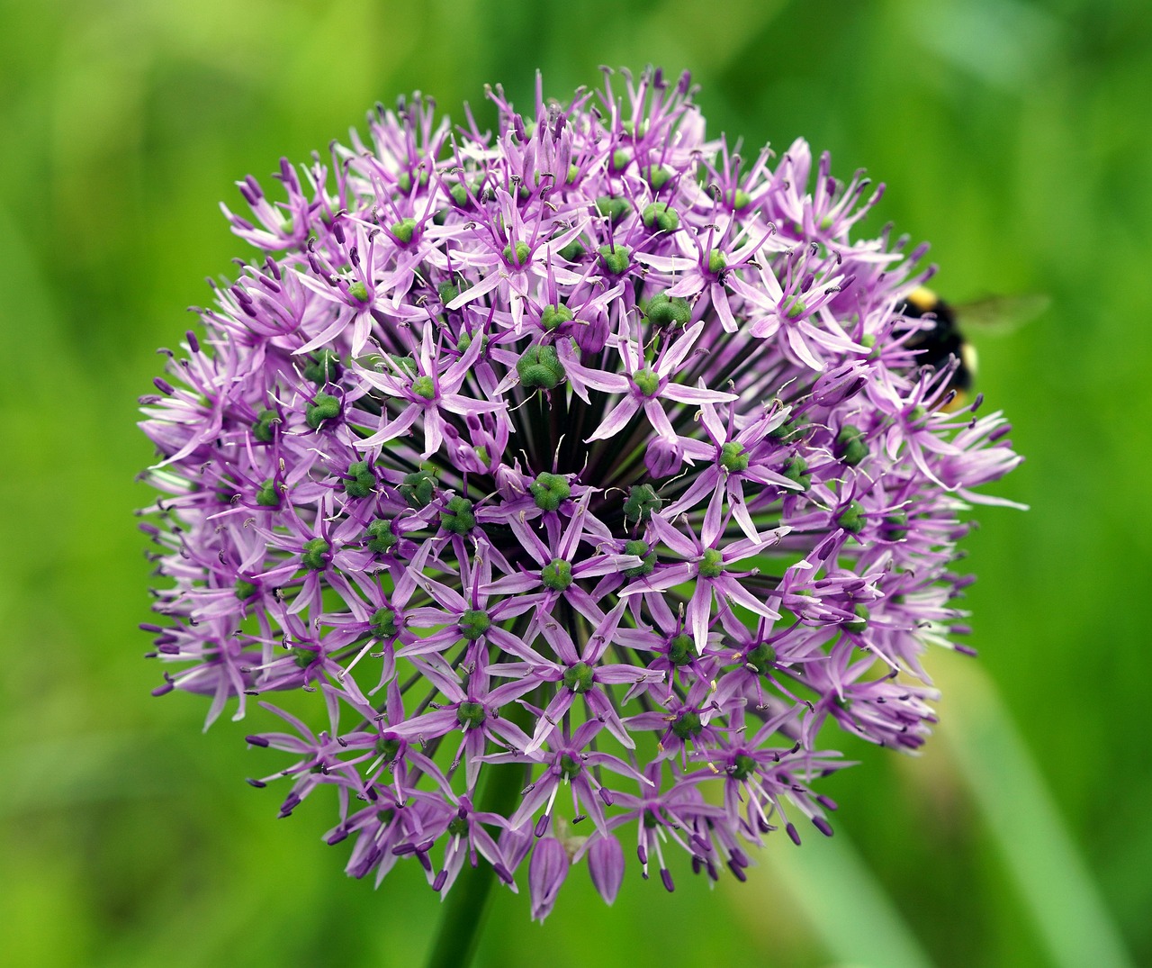 Oignon D'Ornement Allium Serre De - Photo gratuite sur Pixabay - Pixabay