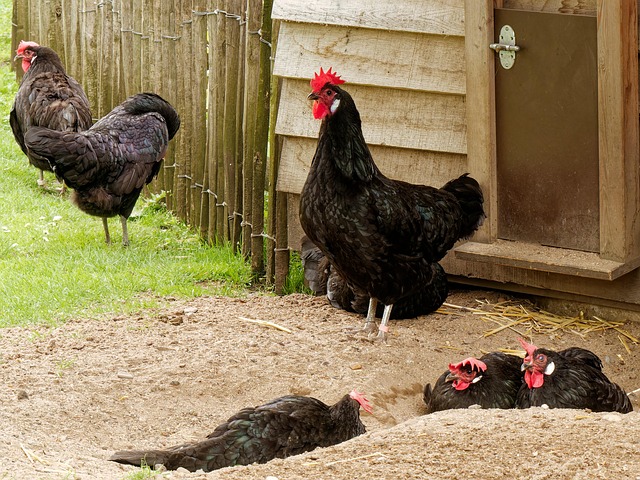 Des Oiseaux Cultiver Poulet La - Photo gratuite sur Pixabay - Pixabay